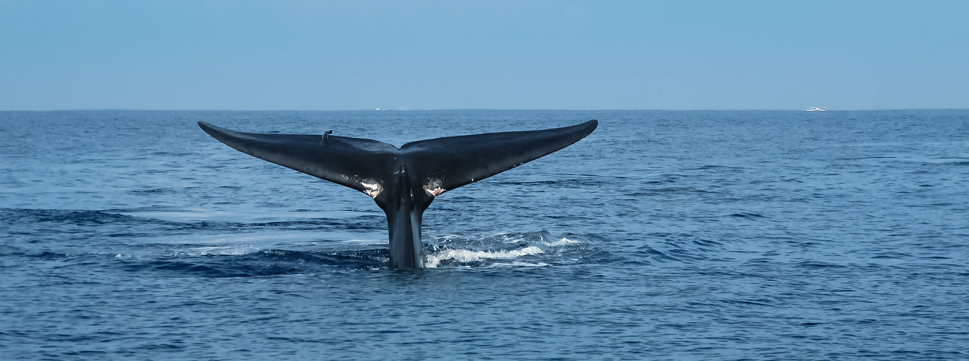 Safe passage program aims to improve air quality and protect blue ...