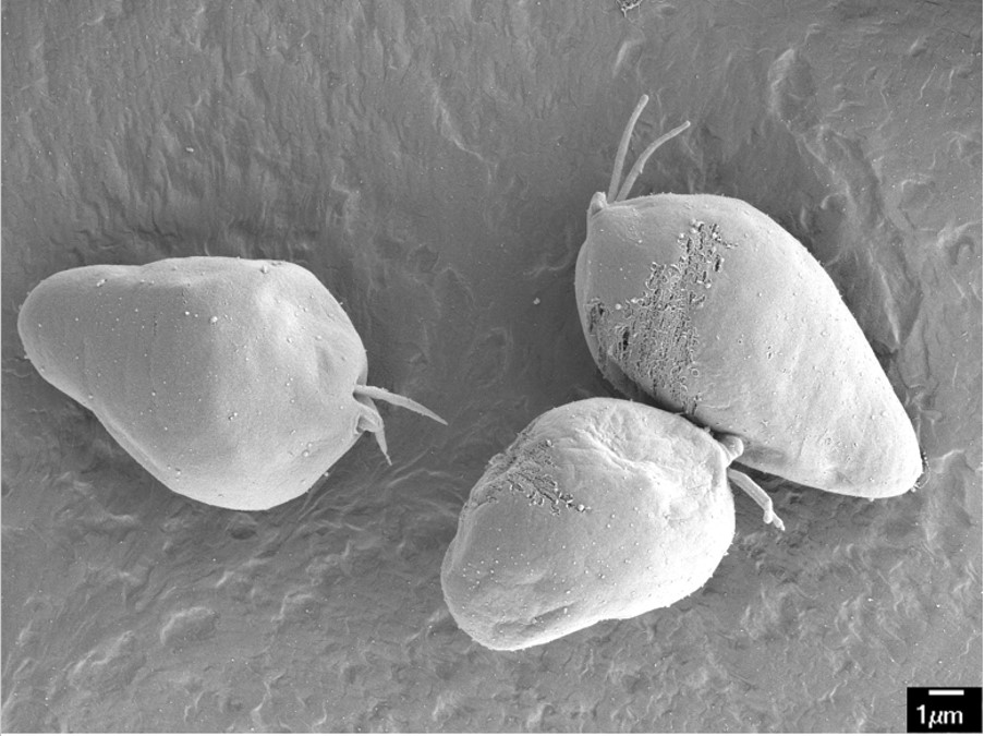 Diplonema is one of the most ancient microbes still alive today, with ...