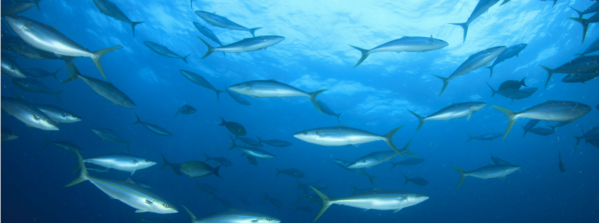 Radioactive levels in tuna decrease; but still effective in tracing ...