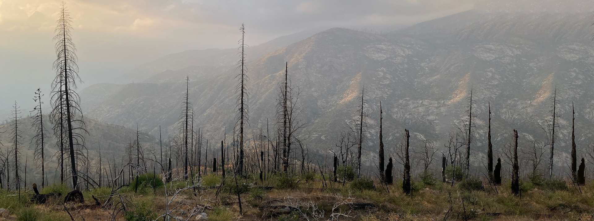 Research of California’s ‘Zombie Forests’ aims to address catastrophic ...