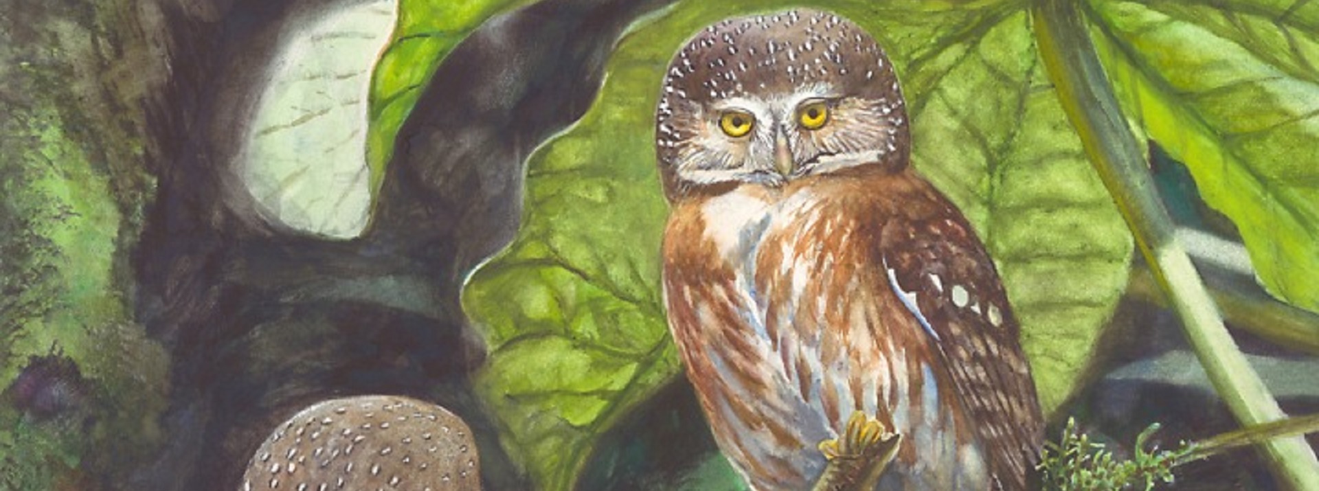 New owl species discovered in Brazil