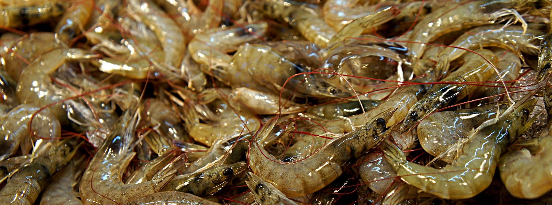 Clark Labs receives grant to research Southeast Asian coastal habitats ...