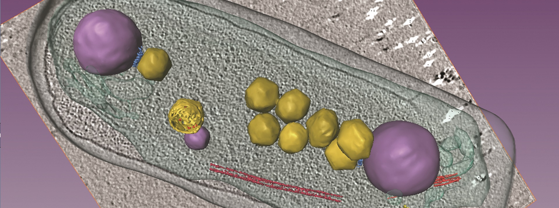 Scientists get detailed glimpse of chemoreceptor architecture in ...