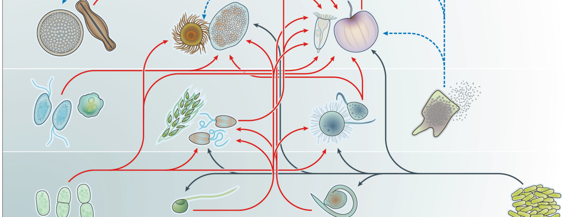 Evolution, ecology and physiology of marine protists