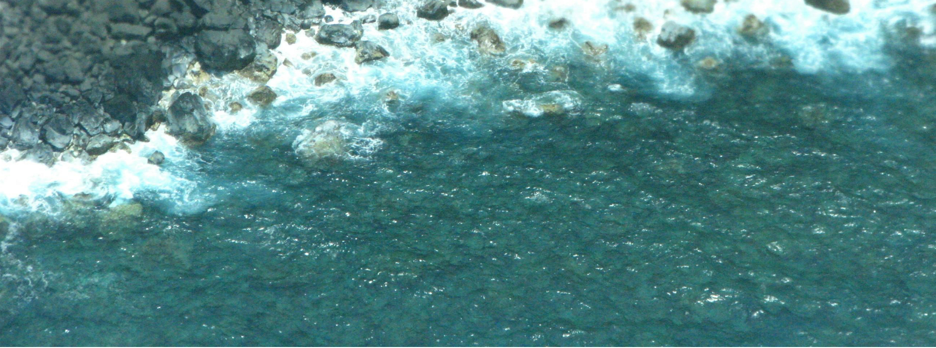 Adaptations of world's most abundant ocean microbe