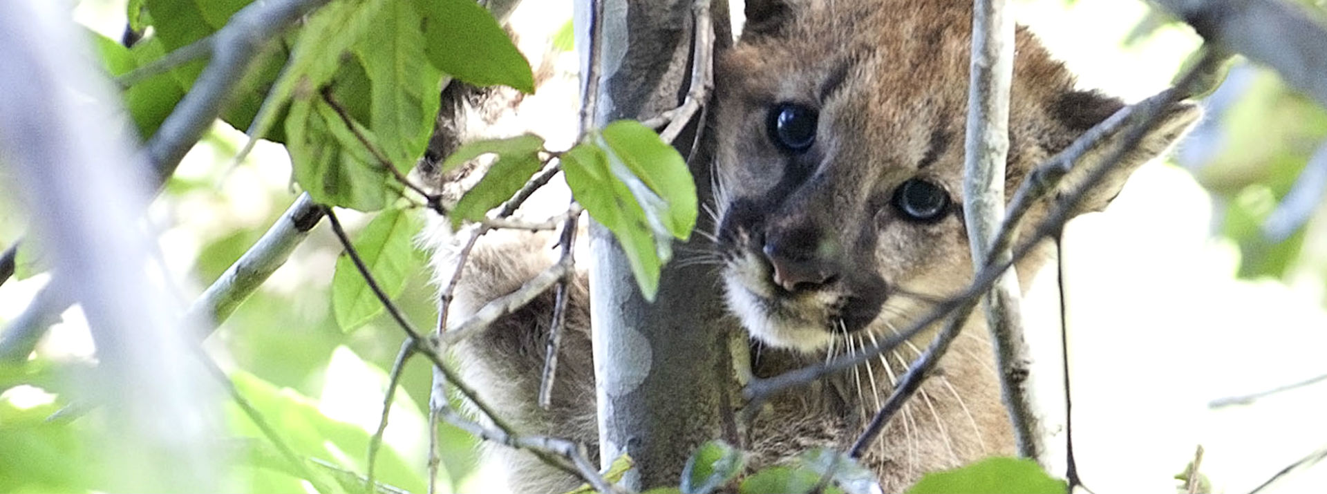 Studying puma habits to help conserve wildlife ecosystems in the Bay Area