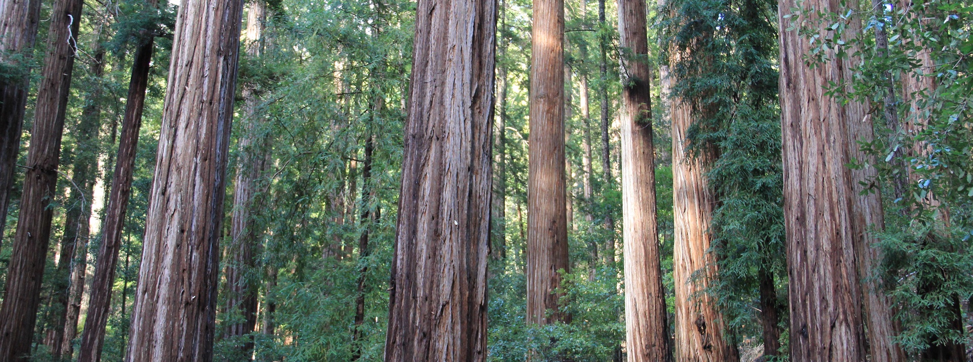 Save the Redwoods League raises $4 million to protect redwood forests ...