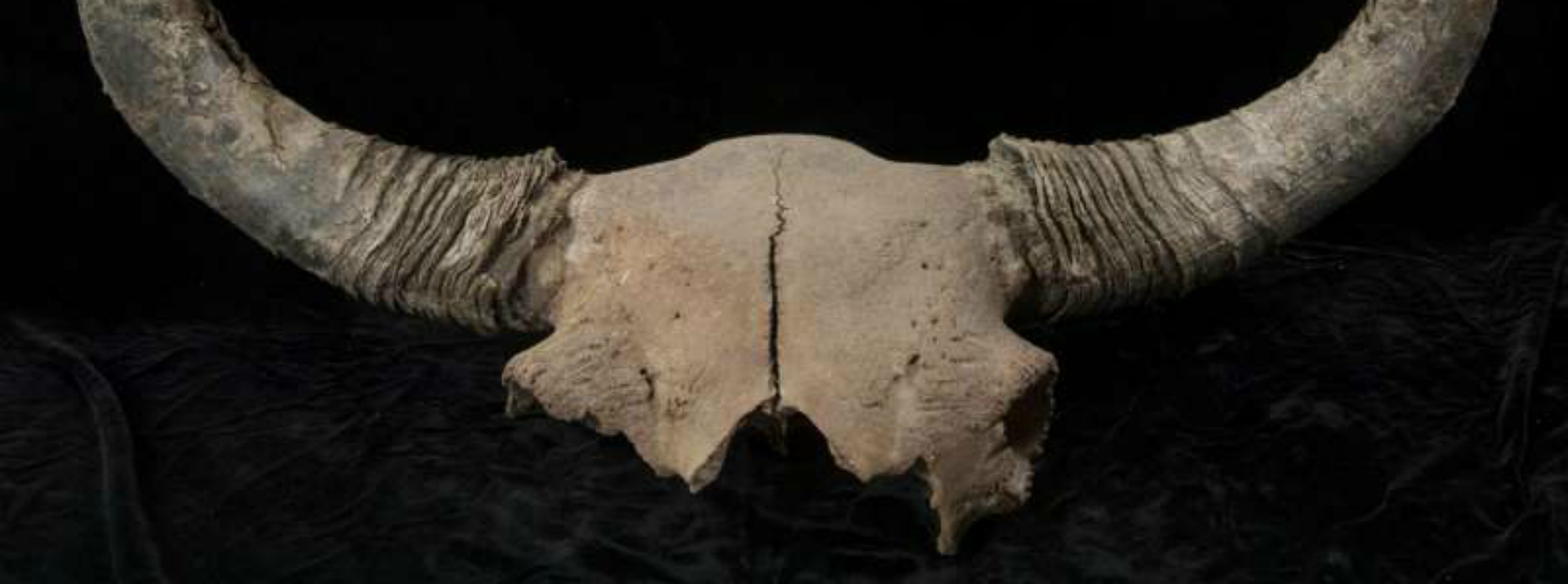 Ice age bison fossils reveal migration of early humans Ice age bison fossils reveal migration of early humans
