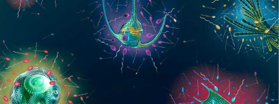 A long-term effort to understand the role of marine microbes in the ...