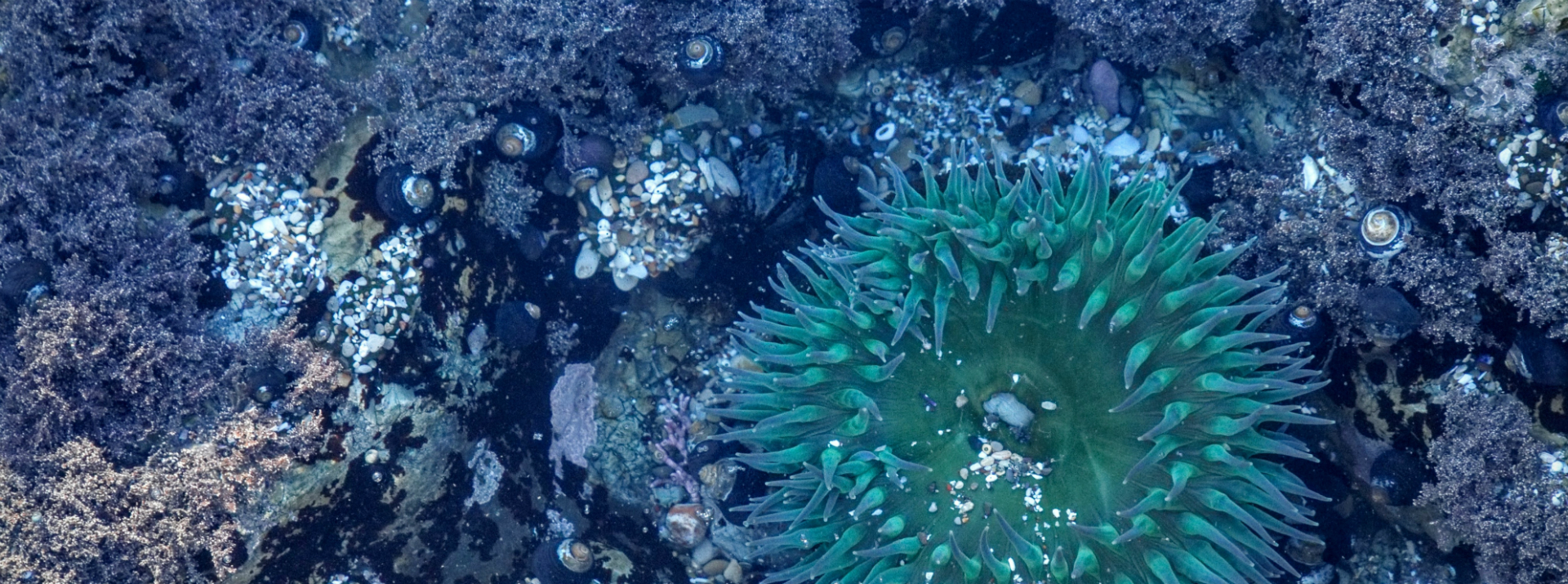 Foundation commits $31M to deepen understanding of ocean microbial ...