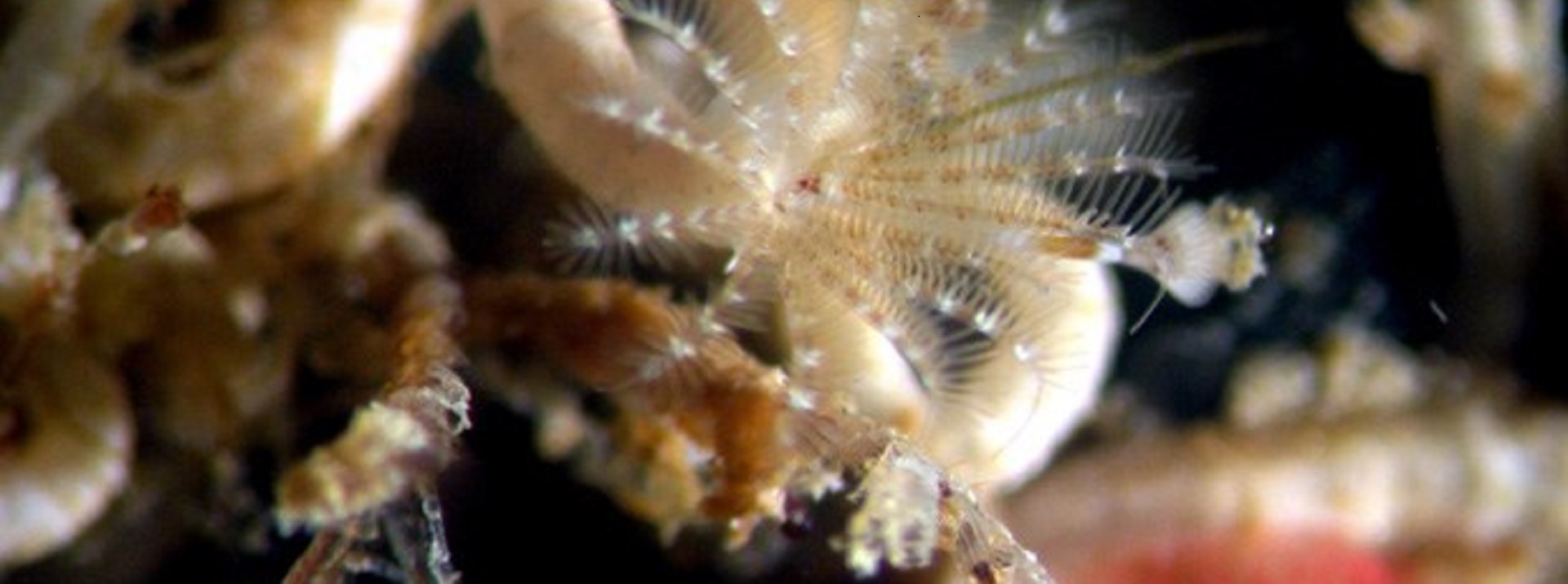 How bacteria induce settling and transformation of marine larvae ...